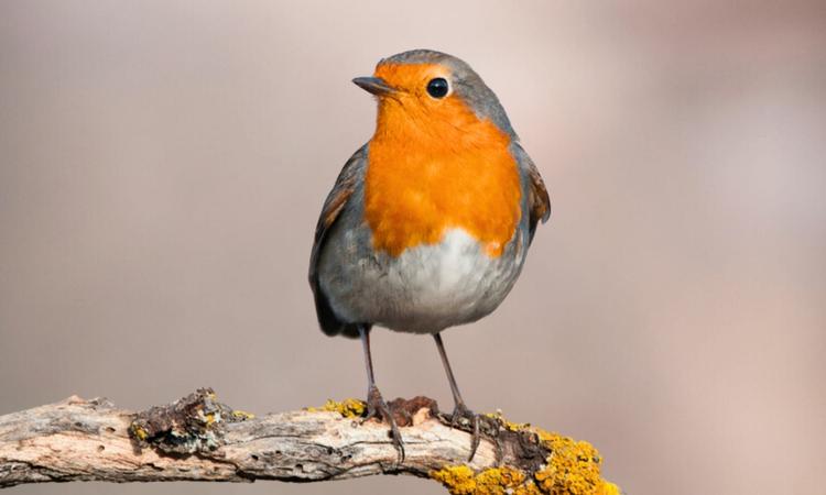 Welkom bij Scildon | Fijn dat je voor ons hebt gekozen! | Scildon